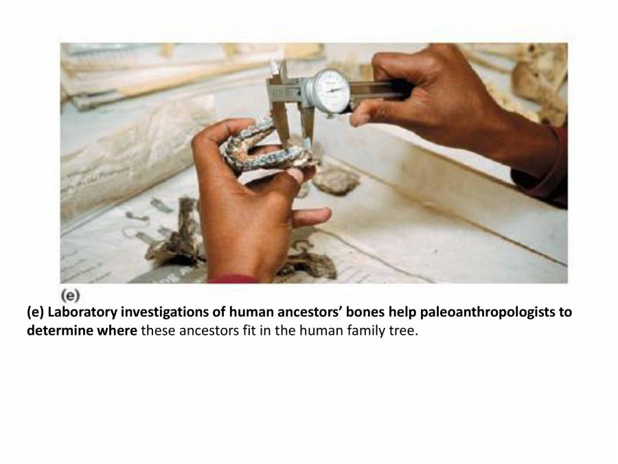 Presentation On Introduction To Anthropology - PowerPoint Slides ...