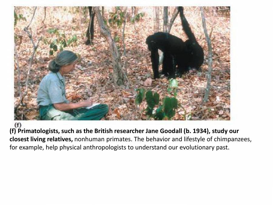 Presentation On Introduction To Anthropology - PowerPoint Slides ...