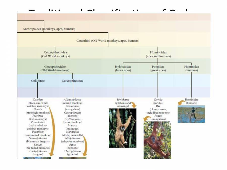 WBCS Optional Primate Study - PowerPoint Slides - LearnPick India