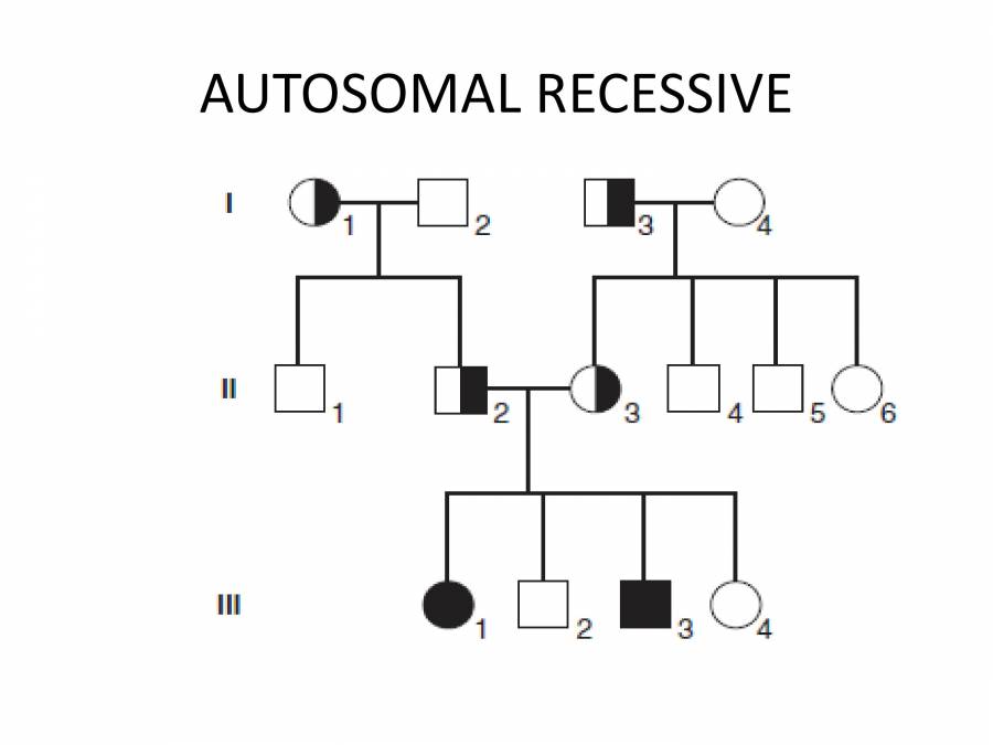 Presentation On Pedigree (Anthropology Hons.) - PowerPoint Slides ...