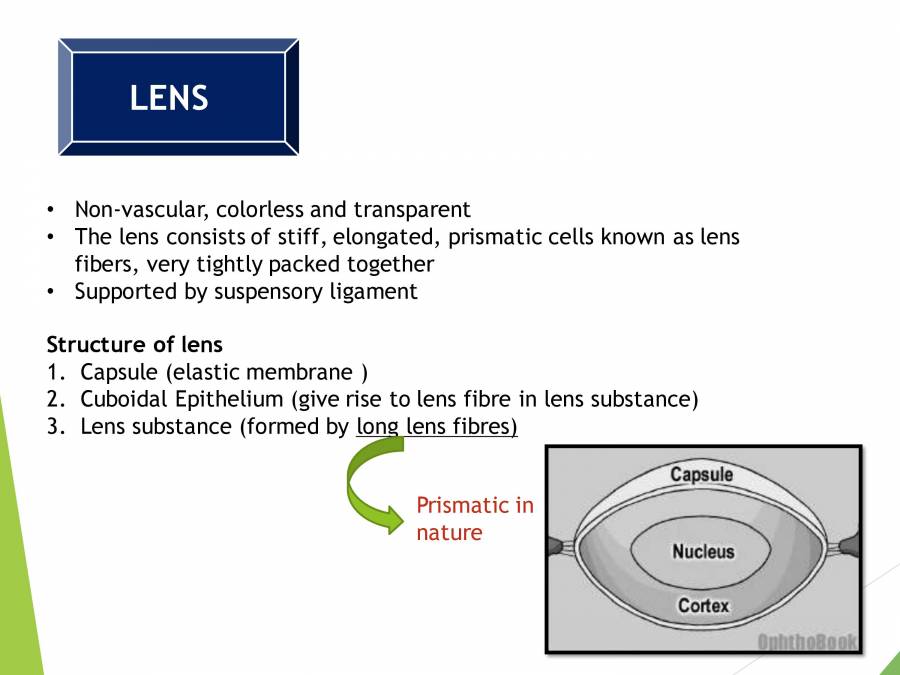 Presentation On Human Eye - PowerPoint Slides - LearnPick India