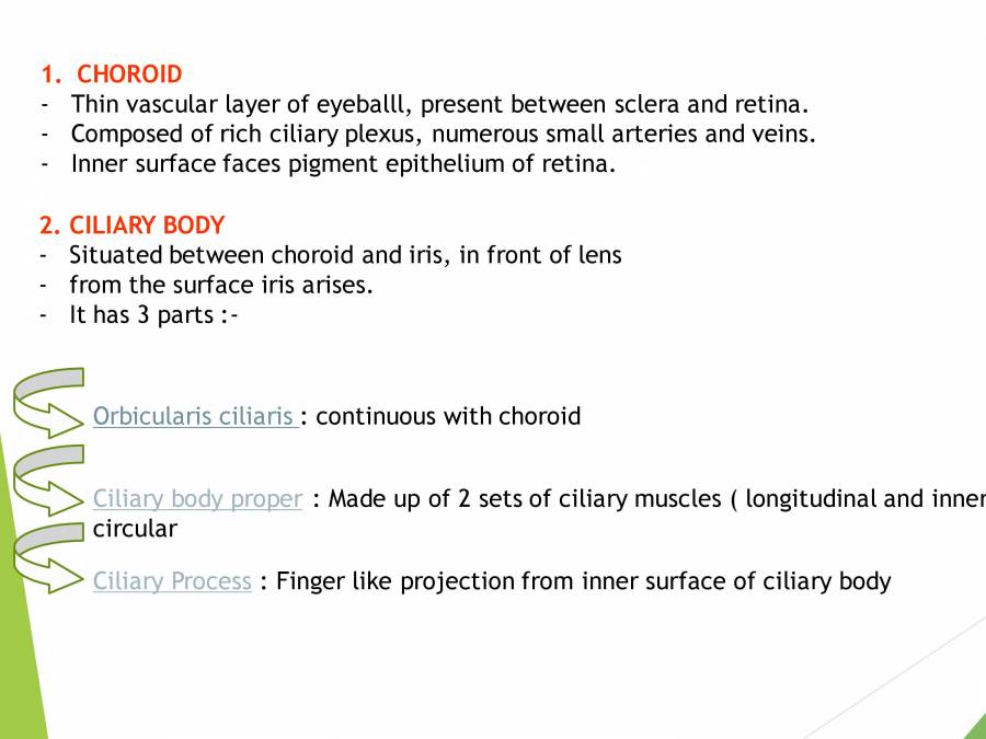 Presentation On Human Eye - PowerPoint Slides - LearnPick India