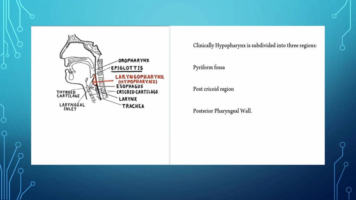 Presentation On Anatomy Of Hypopharynx - PowerPoint Slides - LearnPick ...