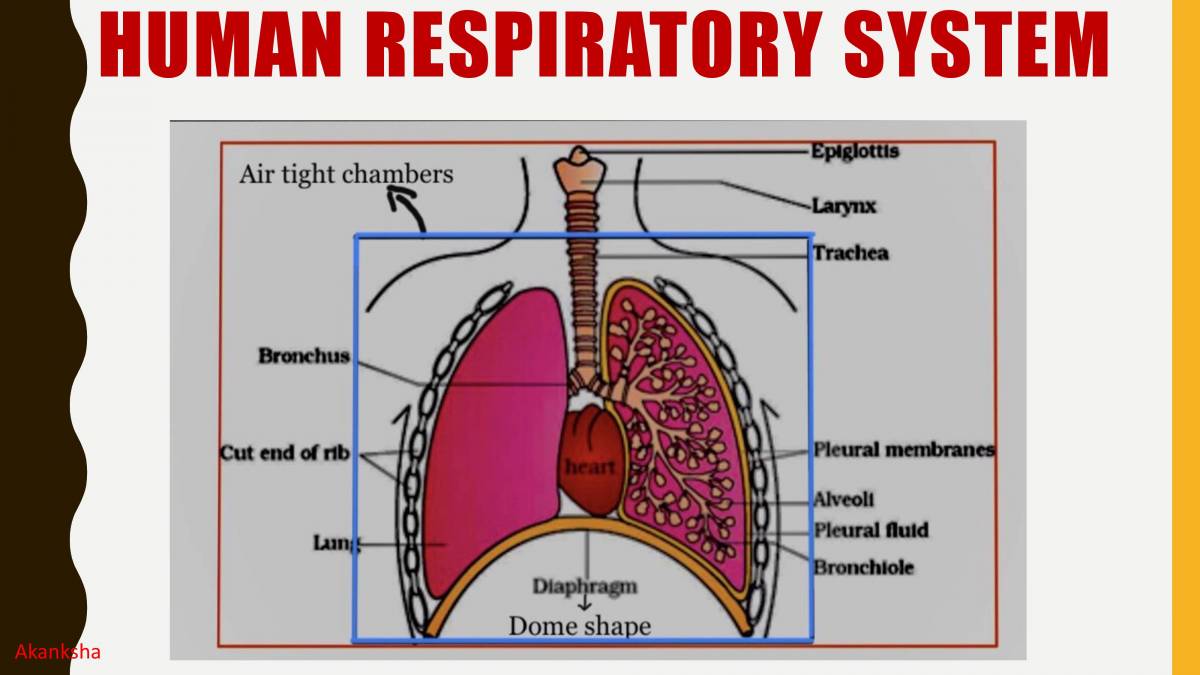 Presentation On Breathing And Exchange Of Gases - PowerPoint Slides ...