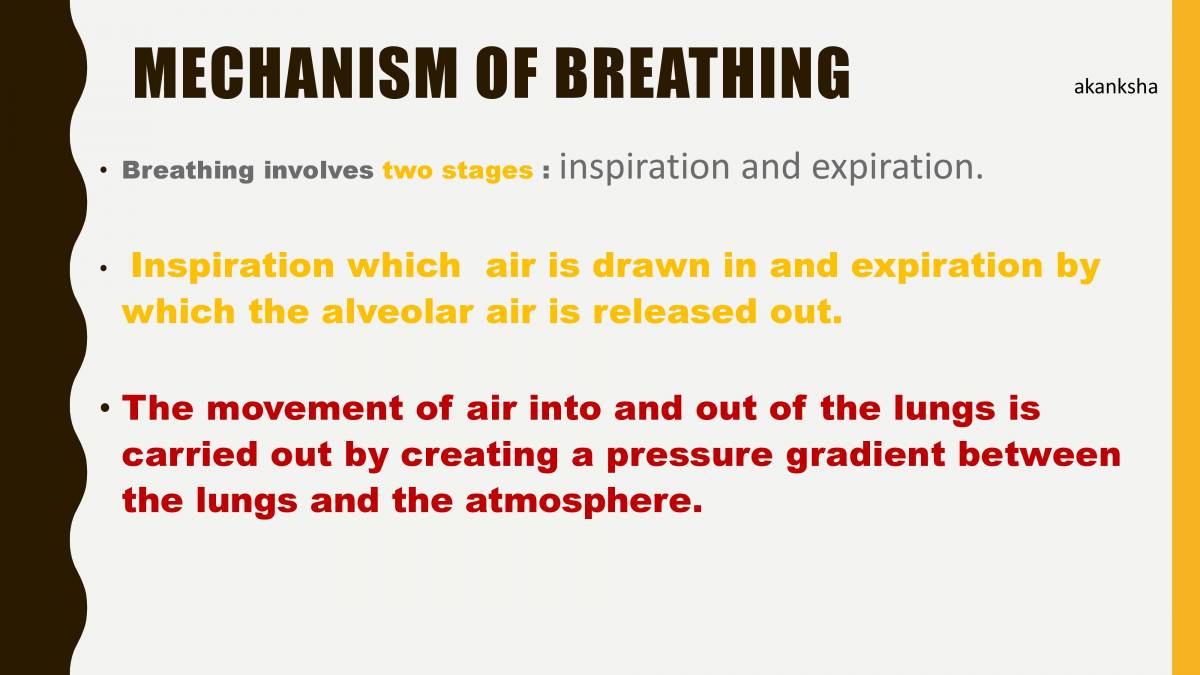 Breathing And Exchange Of Gases - 2 - PowerPoint Slides - LearnPick India