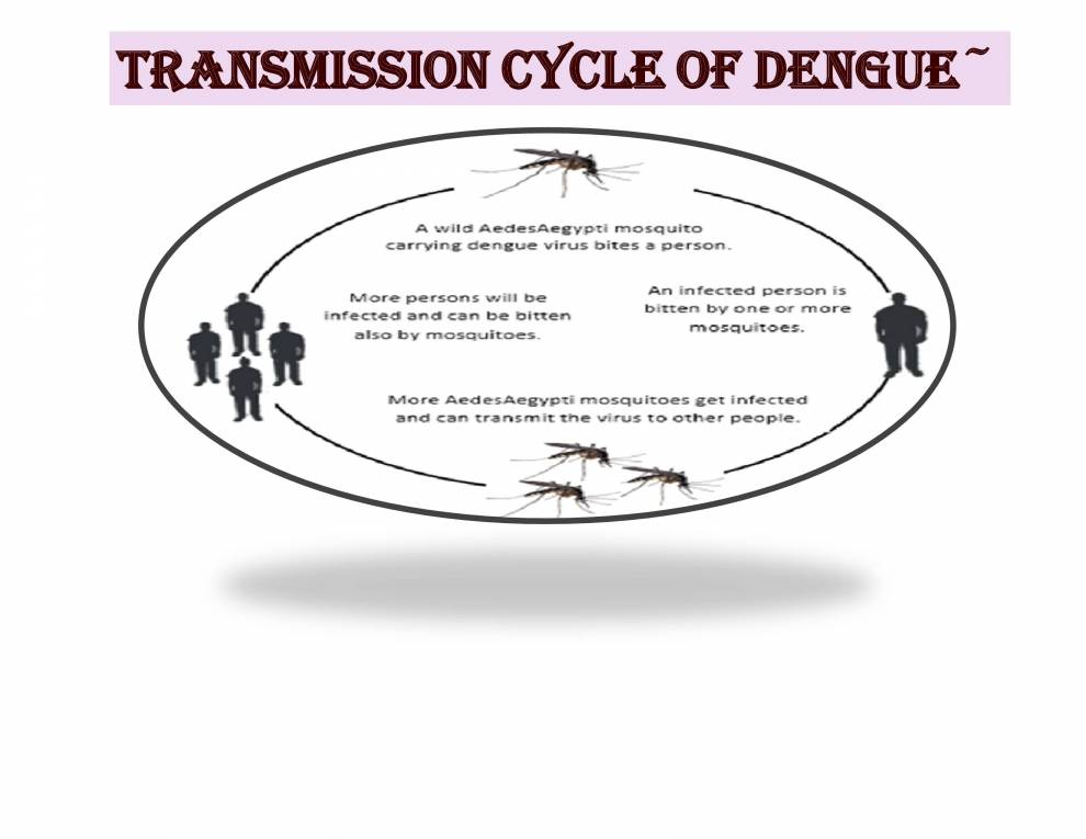 Presentatin On Dengue - PowerPoint Slides - LearnPick India