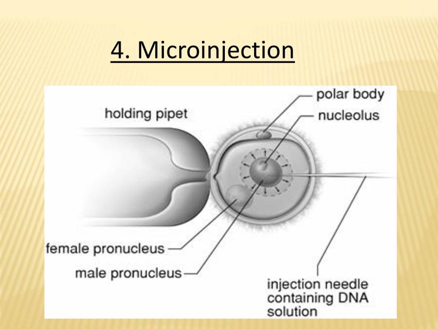 Presentation On Transgenic Animals - PowerPoint Slides - LearnPick India