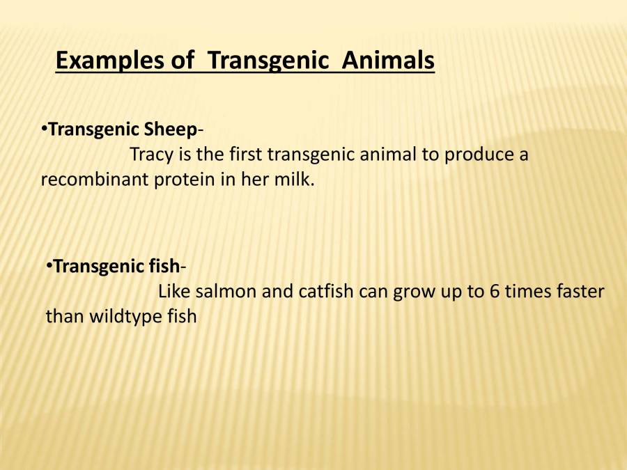 Presentation On Transgenic Animals - PowerPoint Slides - LearnPick India