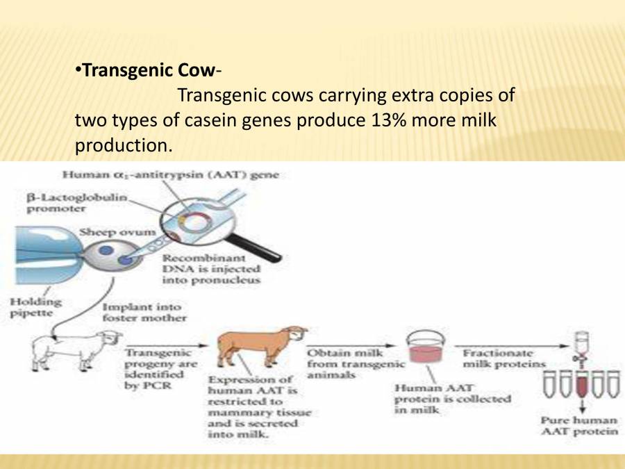 Types Of Transgenic Organisms
