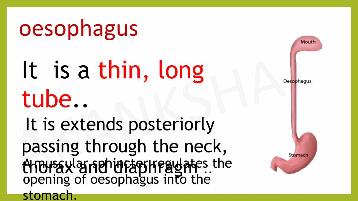 Presentation On Digestion And Absorption - 2 - PowerPoint Slides ...