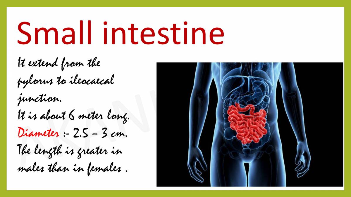 Presentation On Digestion And Absorption - 3 - PowerPoint Slides ...