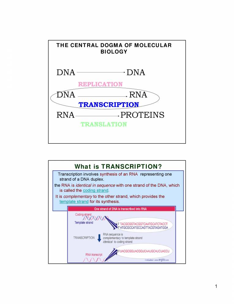 Prokaryotic Transcription - PowerPoint Slides - LearnPick India