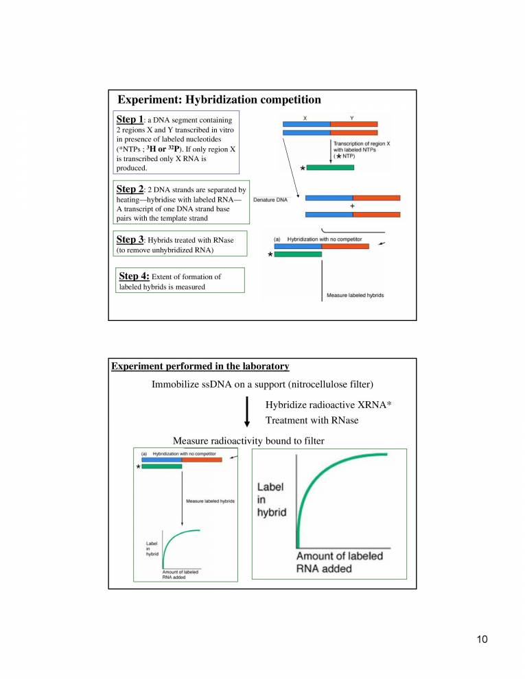 Prokaryotic Transcription - PowerPoint Slides - LearnPick India