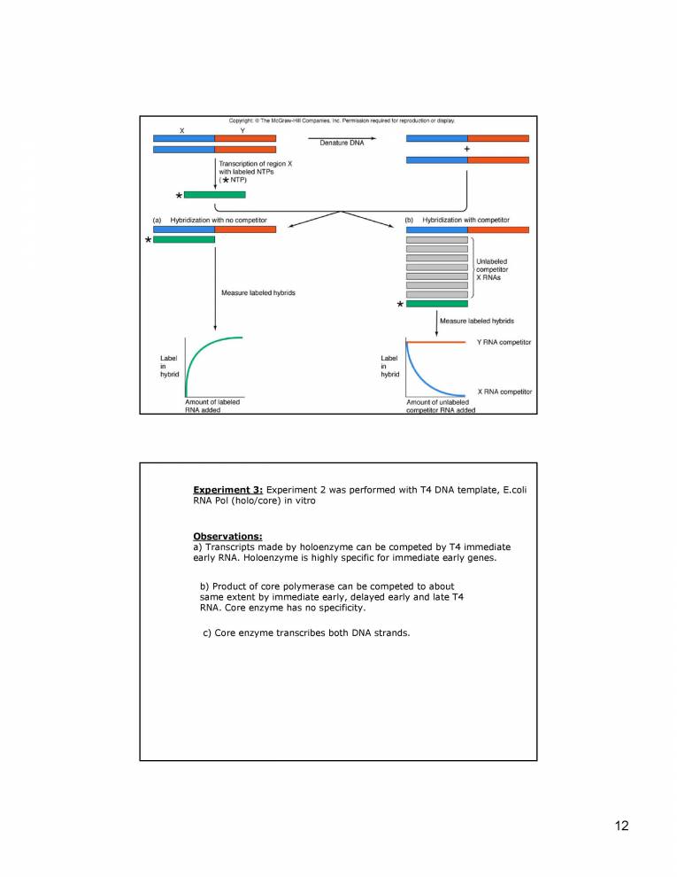 Prokaryotic Transcription - PowerPoint Slides - LearnPick India