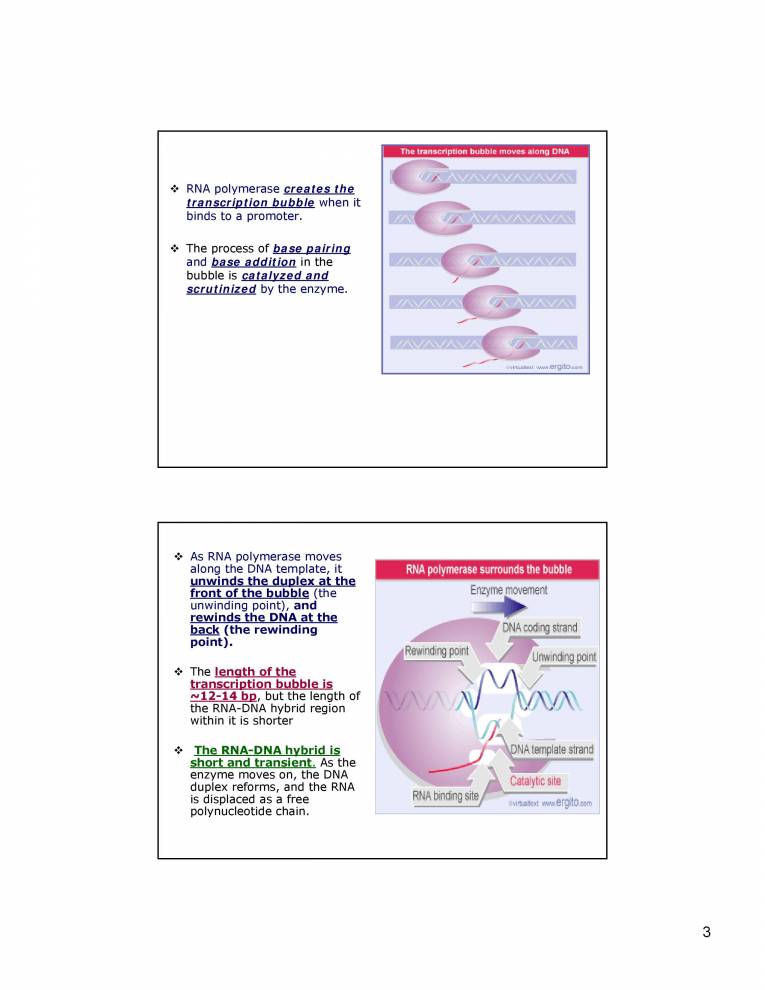 Prokaryotic Transcription - PowerPoint Slides - LearnPick India