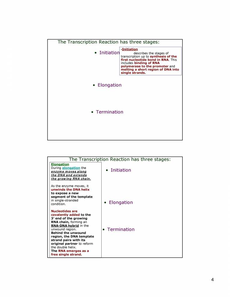 Prokaryotic Transcription - PowerPoint Slides - LearnPick India