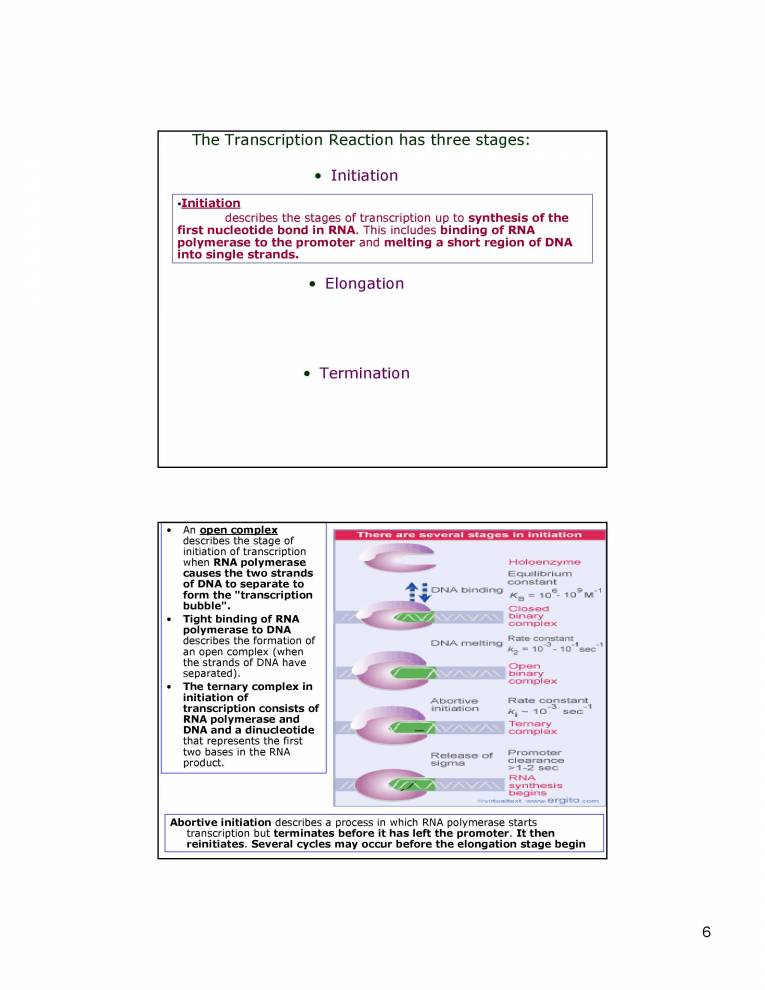 Prokaryotic Transcription - PowerPoint Slides - LearnPick India