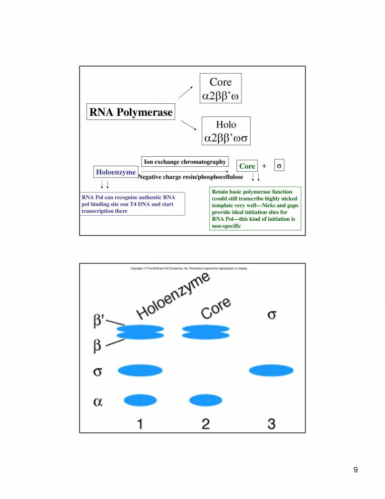 Prokaryotic Transcription - PowerPoint Slides - LearnPick India