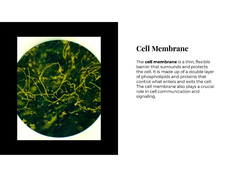 Cell structure and function - PowerPoint Slides - LearnPick India