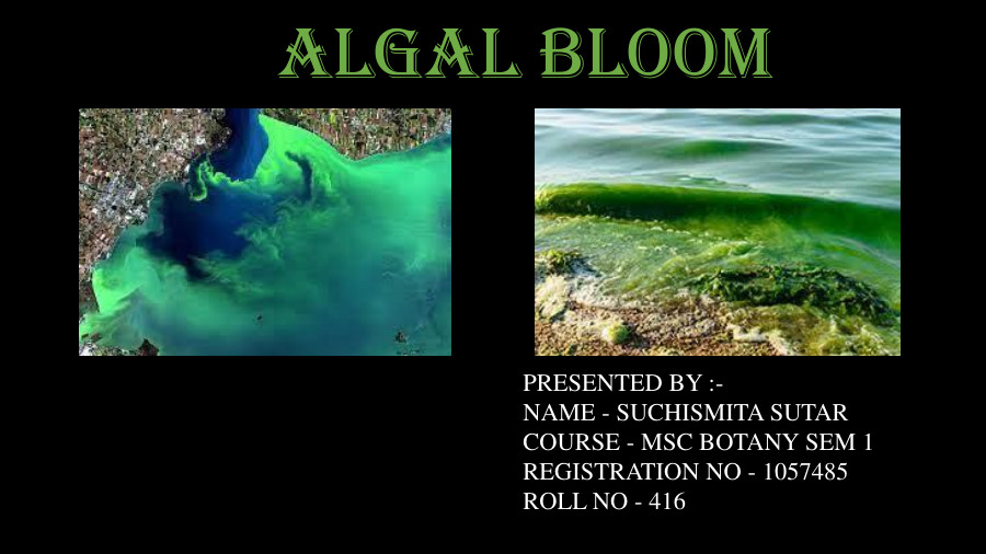 Presentation on Algal Bloom - PowerPoint Slides - LearnPick India