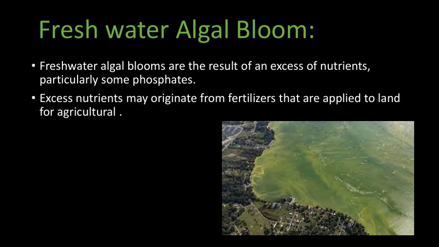 Presentation on Algal Bloom - PowerPoint Slides - LearnPick India