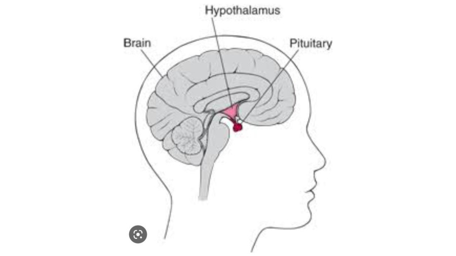 ENDO CRINE SYSTEM - PowerPoint Slides - LearnPick India
