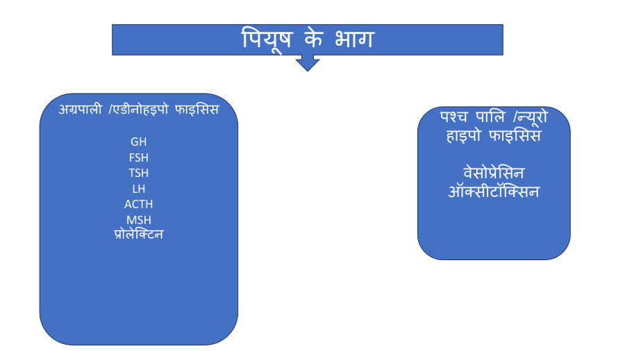 ENDO CRINE SYSTEM - PowerPoint Slides - LearnPick India