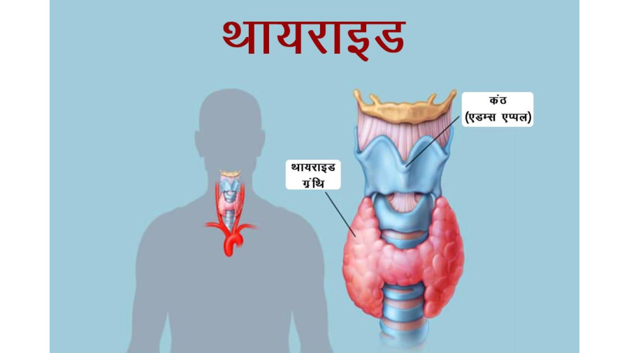 ENDO CRINE SYSTEM - PowerPoint Slides - LearnPick India