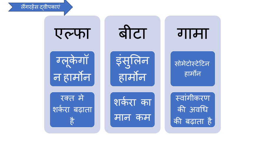 ENDO CRINE SYSTEM - PowerPoint Slides - LearnPick India