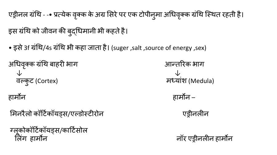 ENDO CRINE SYSTEM - PowerPoint Slides - LearnPick India
