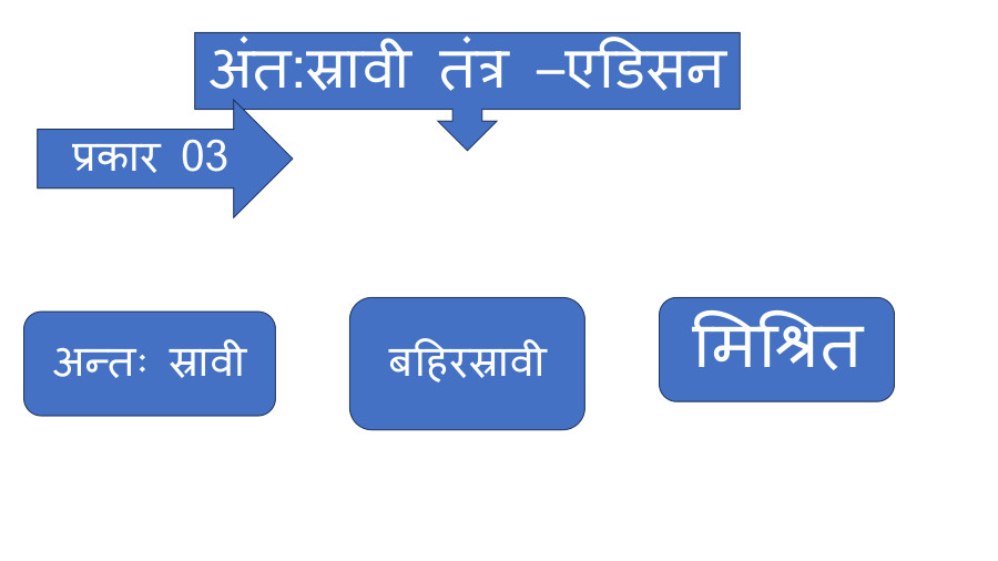 ENDO CRINE SYSTEM - PowerPoint Slides - LearnPick India