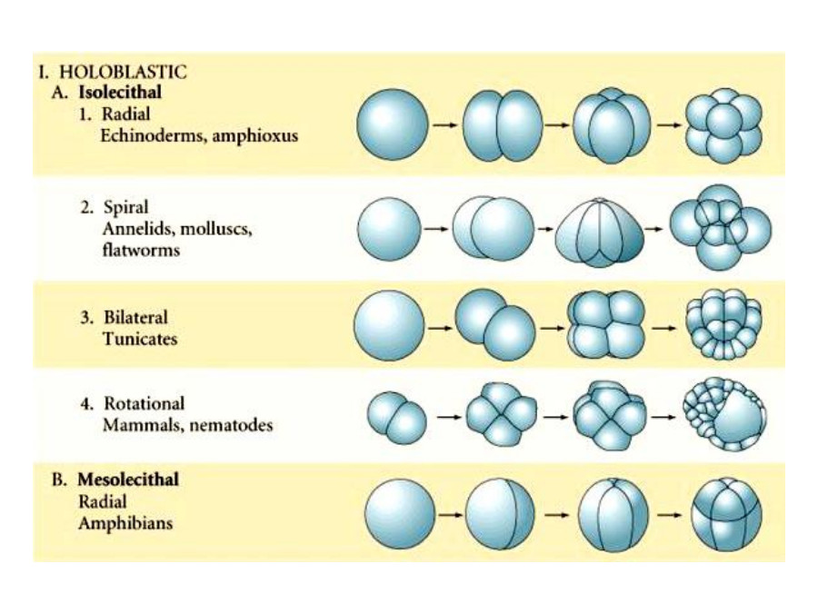 Human development - PowerPoint Slides - LearnPick India