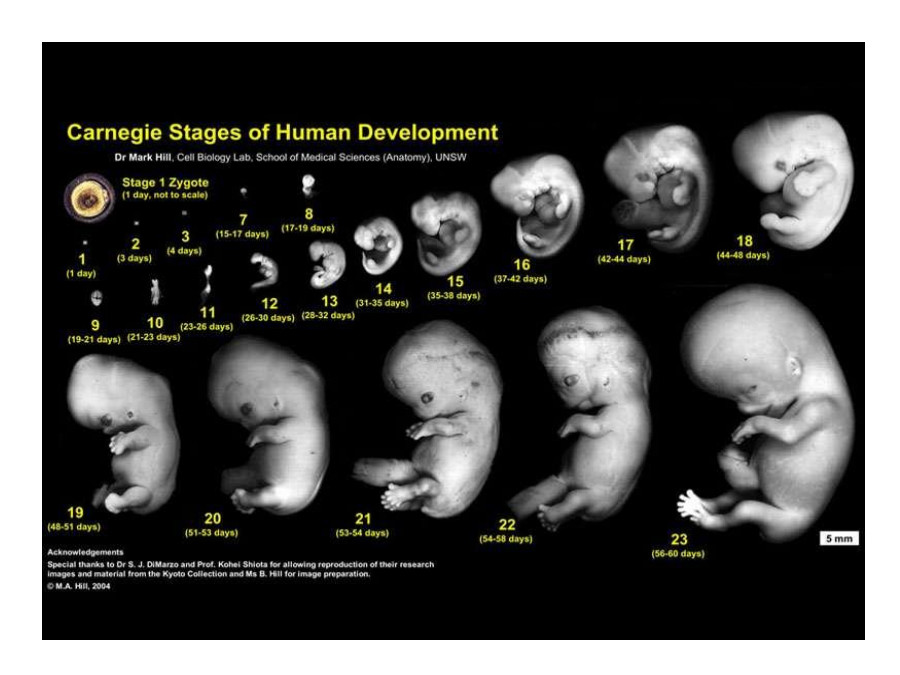 Human development - PowerPoint Slides - LearnPick India