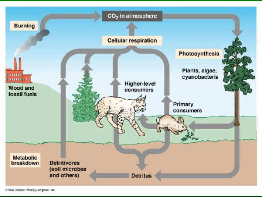 Carbon Cycle - PowerPoint Slides - LearnPick India