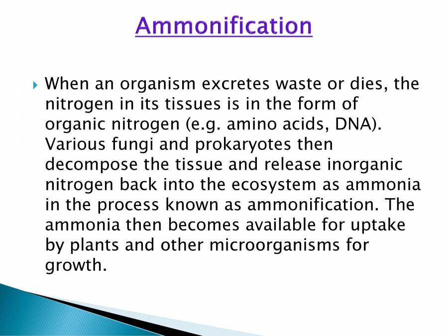 Ammonification Definition