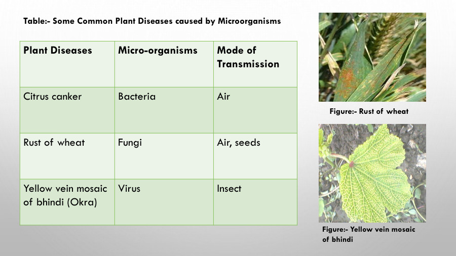 Microorganisms - PowerPoint Slides - LearnPick India