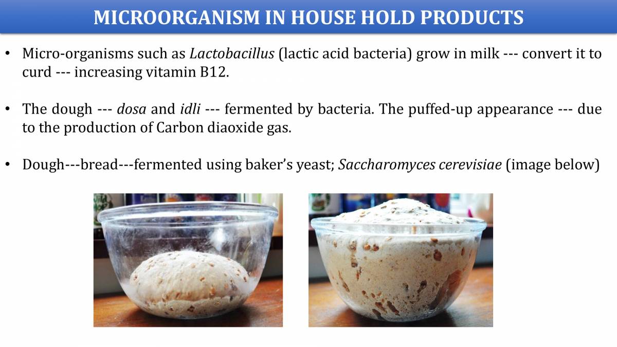 MICROBES IN HUMAN WELFARE CLASS XIIth BIOLOGY - PowerPoint Slides - LearnPick India