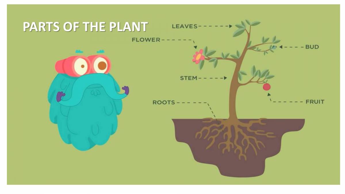 BIOLOGY PARTS OF FLOWER - PowerPoint Slides - LearnPick India