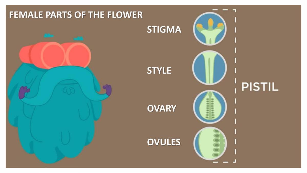 BIOLOGY PARTS OF FLOWER - PowerPoint Slides - LearnPick India