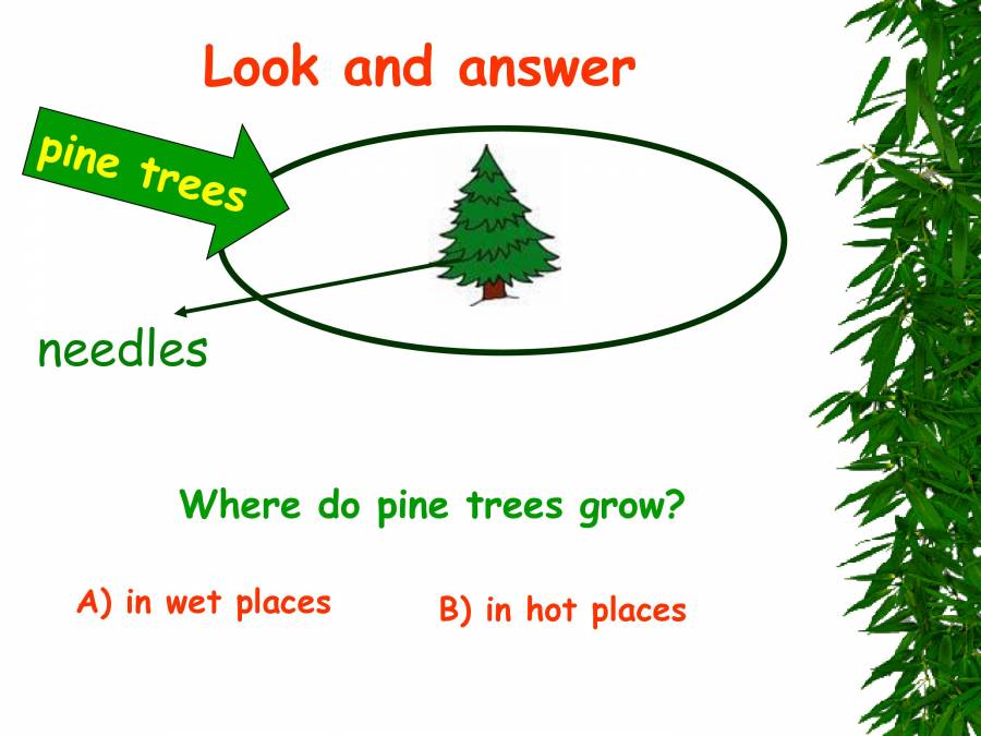 How Plant Grow - PowerPoint Slides - LearnPick India