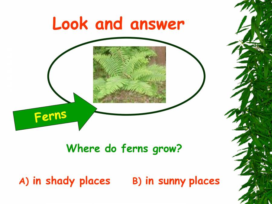 How Plant Grow - PowerPoint Slides - LearnPick India