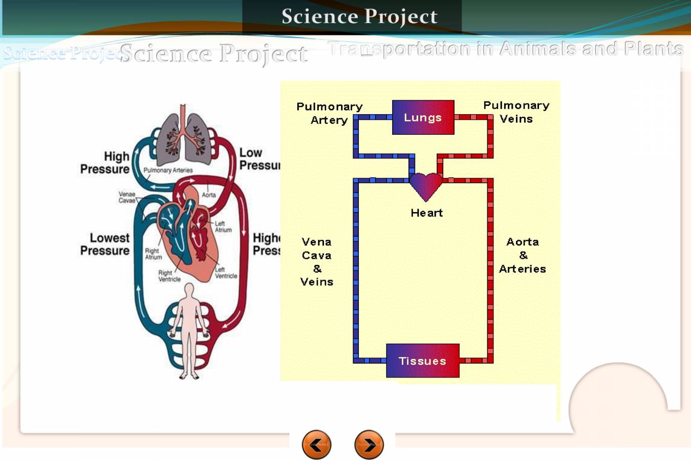 Respiration In Organism Class 7 CBSE SCIENCE - PowerPoint Slides ...