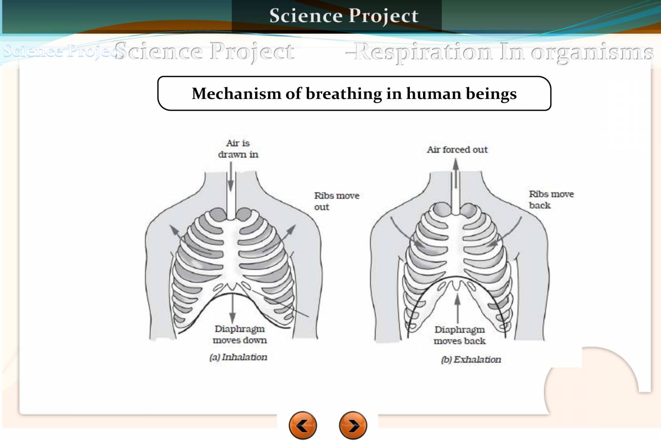 Respiration In Organism Class 7 CBSE SCIENCE - PowerPoint Slides - LearnPick India