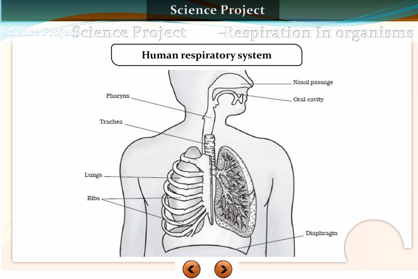 Respiration In Organism Class 7 CBSE SCIENCE - PowerPoint Slides ...