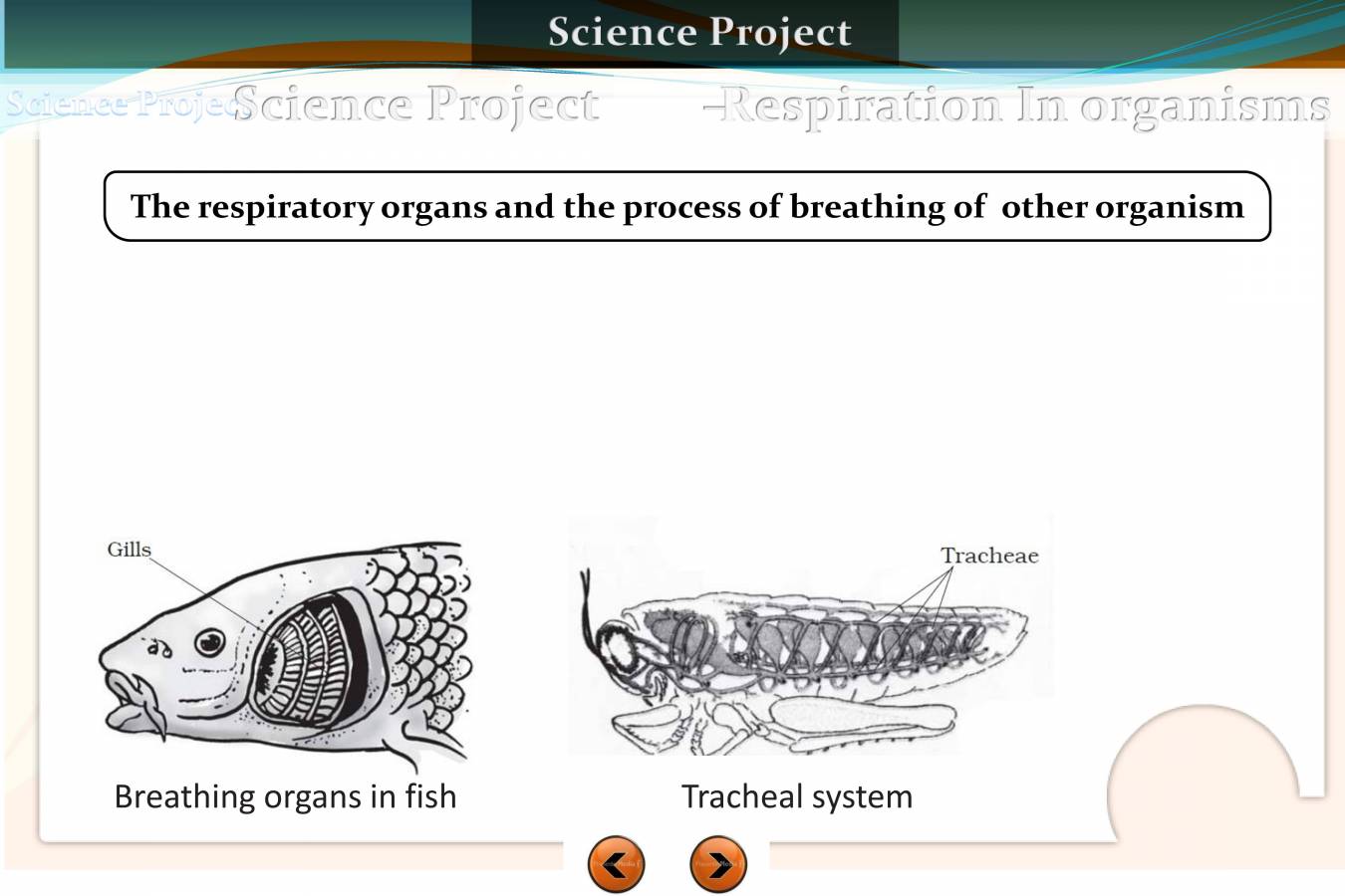Respiration In Organism Class 7 CBSE SCIENCE - PowerPoint Slides ...