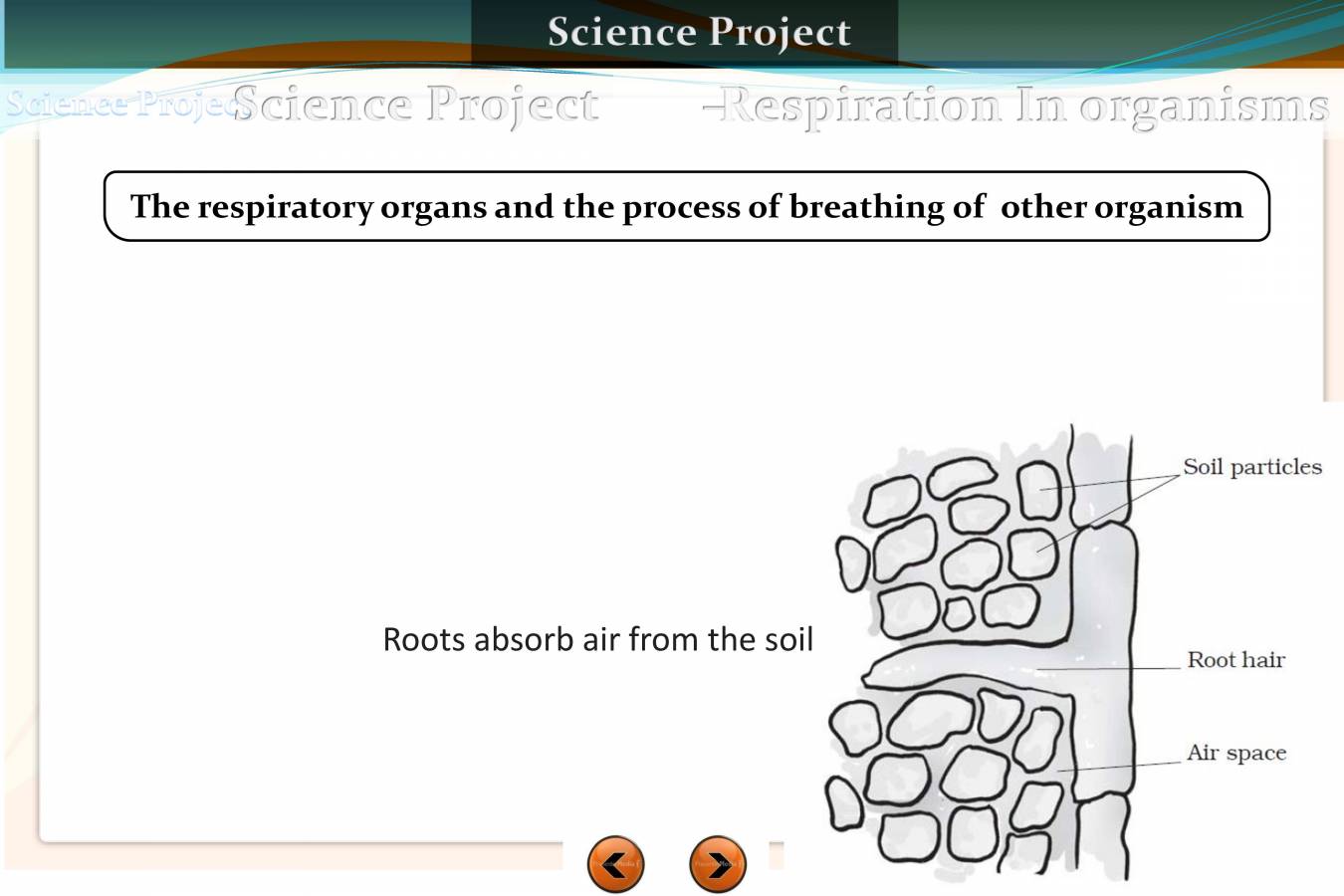 Respiration In Organism Class 7 CBSE SCIENCE - PowerPoint Slides ...