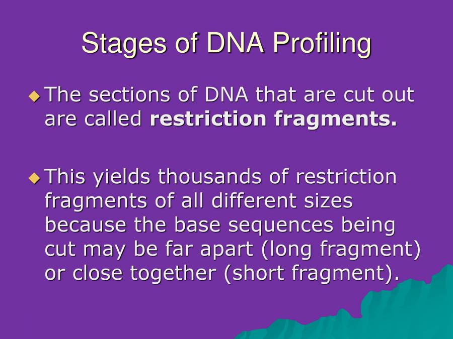 DNA Fingerprinting - PowerPoint Slides - LearnPick India