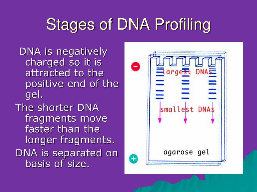 DNA Fingerprinting - PowerPoint Slides - LearnPick India