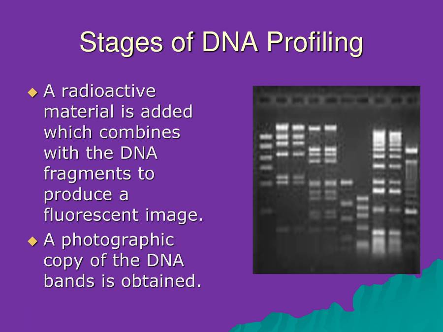 DNA Fingerprinting - PowerPoint Slides - LearnPick India