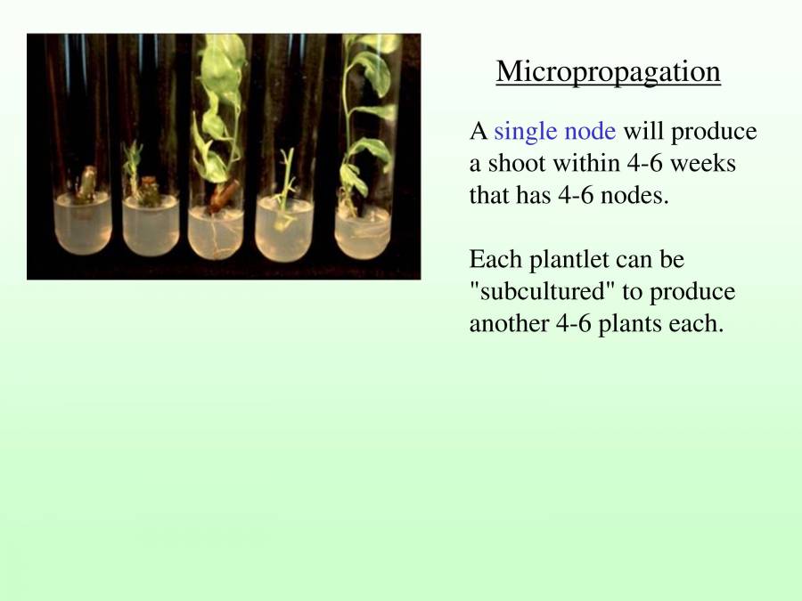 Biotech - PowerPoint Slides - LearnPick India